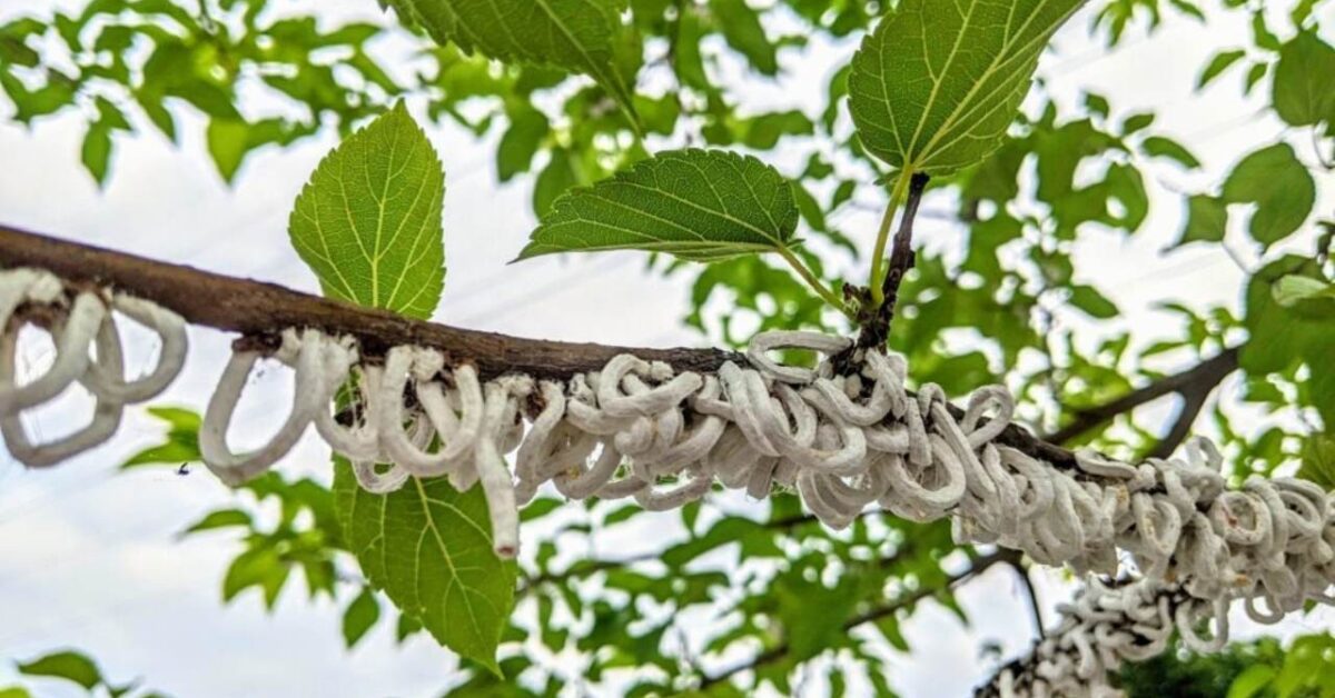 La nuova minaccia degli alberi: cocciniglia Takahashia japonica La nuova minaccia degli alberi: cocciniglia Takahashia japonica