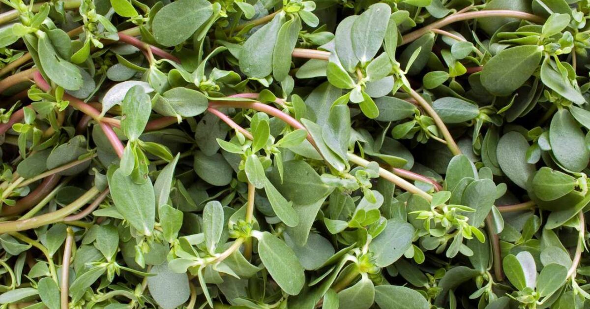 Portulaca, non strappare questa erba preziosa: scopri come coltivarla e ... Portulaca, non strappare questa erba preziosa: scopri come coltivarla e ...